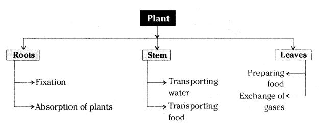 AP 6th Class Science Notes Chapter 2 Knowing About Plants - MY CLASS NOTES